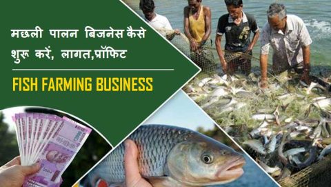 मछली पालन बिजनेस कैसे शुरू करें, लागत, प्रॉफिट। How to start Best fish ...